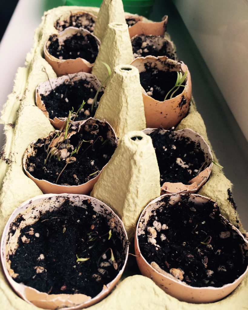 Eierschalensaat - DIY - Hinter dem Regenbogen